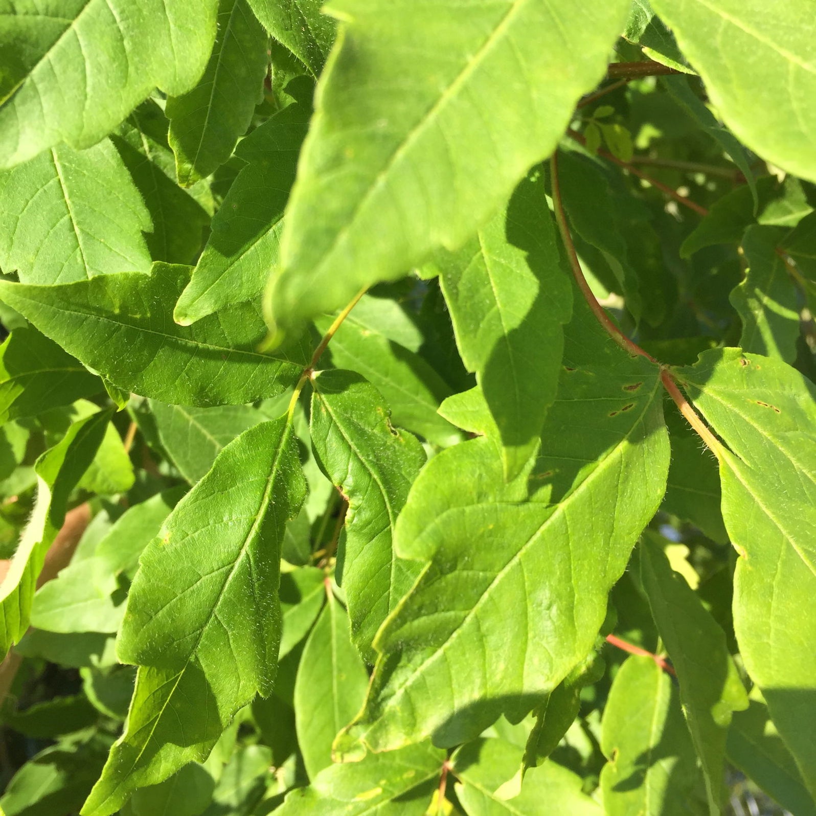 Buy Acer triflorum Shaggy Bark Three Flower Maple — Mr Maple │ Buy ...