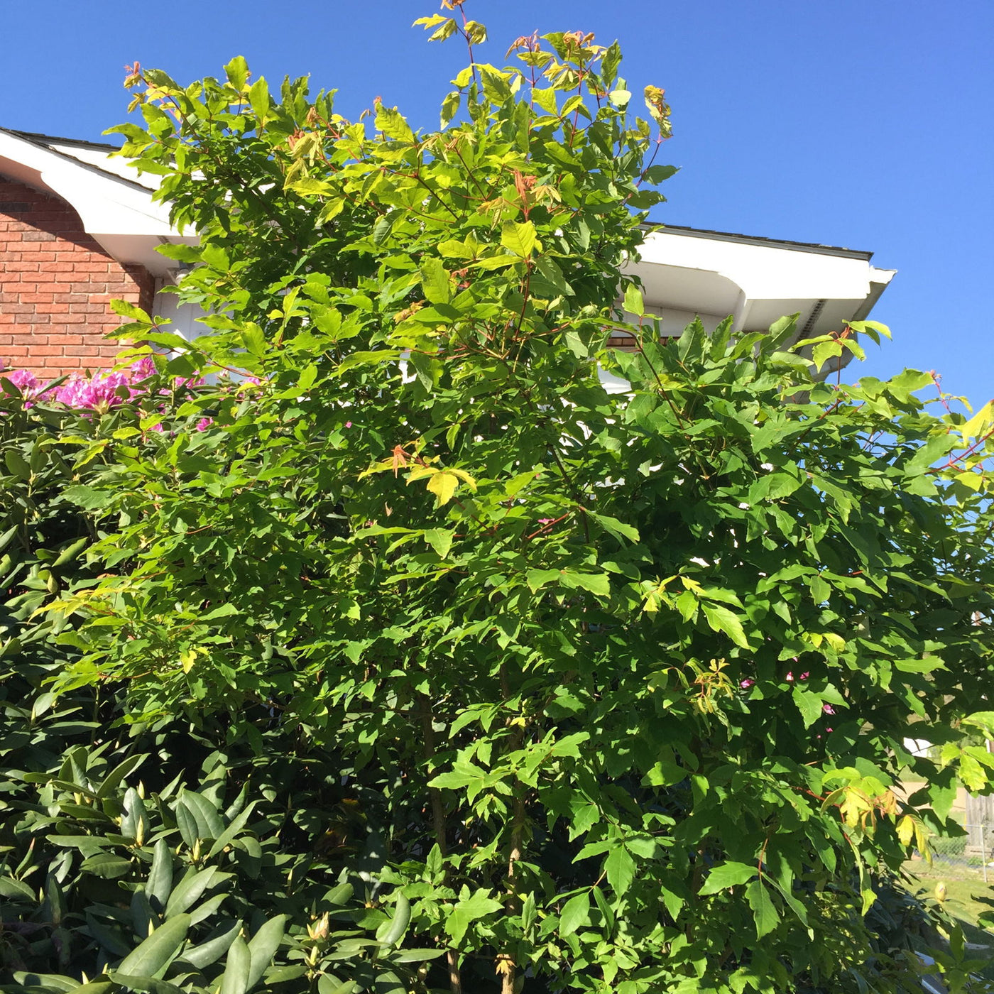 Buy Acer triflorum Shaggy Bark Three Flower Maple — Mr Maple │ Buy ...