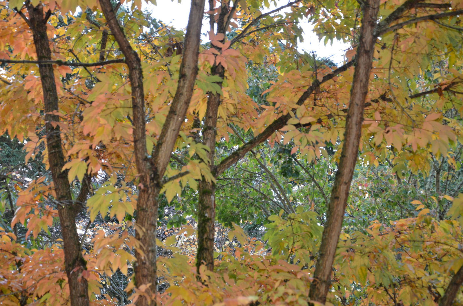 Buy Acer triflorum Shaggy Bark Three Flower Maple — Mr Maple │ Buy ...