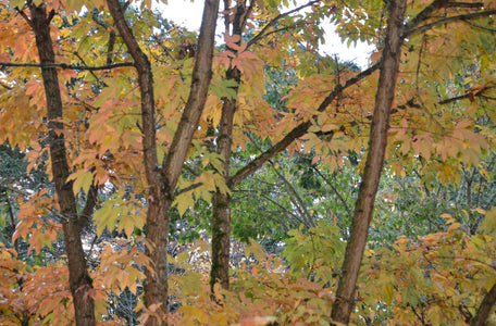 Buy Acer triflorum Shaggy Bark Three Flower Maple — Mr Maple │ Buy ...