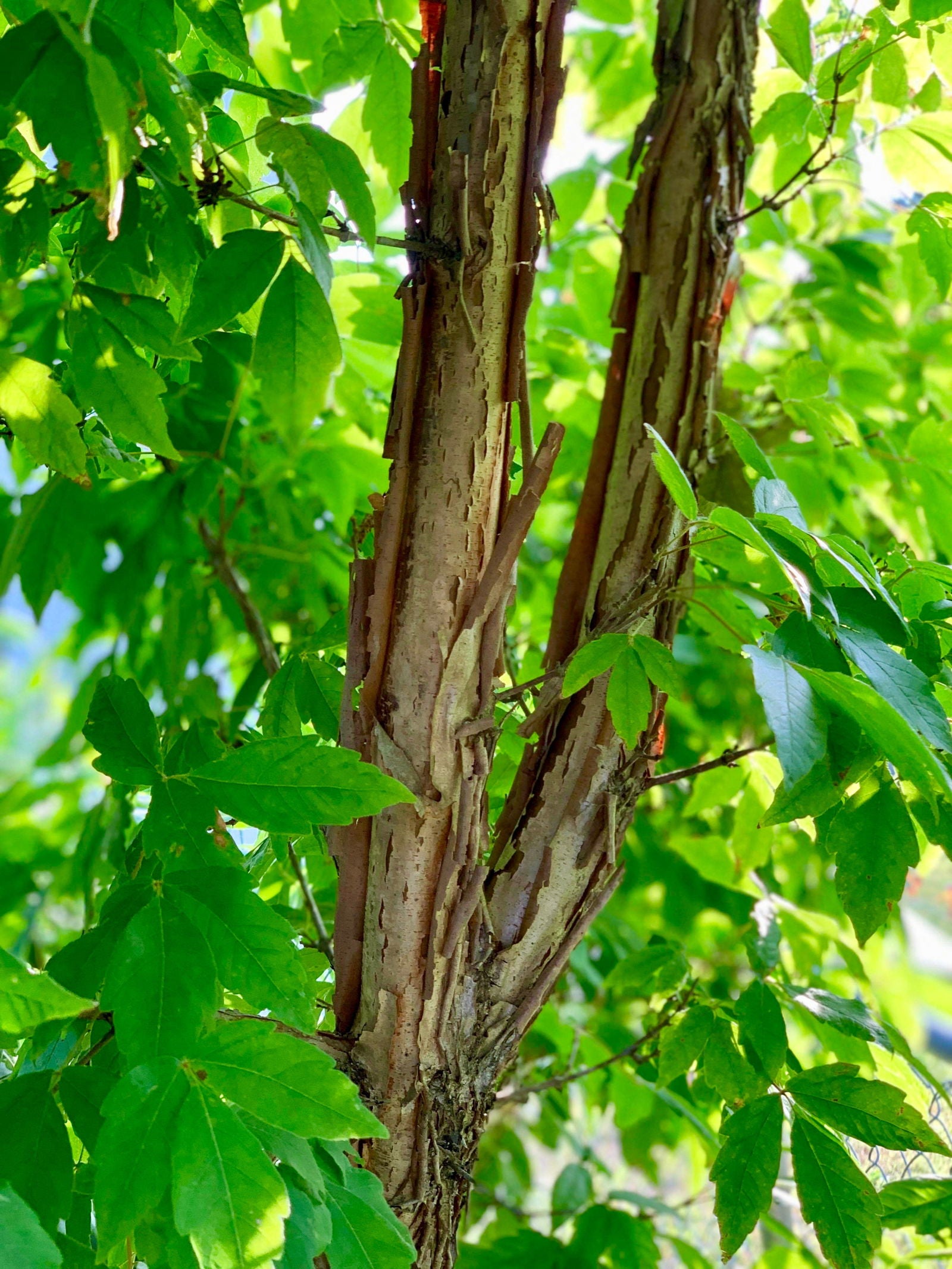 Buy Acer triflorum Shaggy Bark Three Flower Maple — Mr Maple │ Buy ...