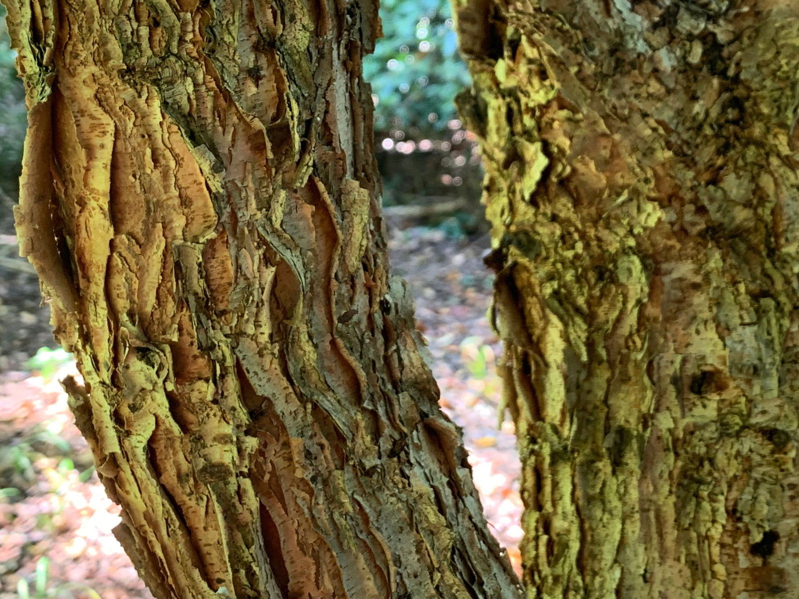 Buy Acer triflorum Shaggy Bark Three Flower Maple — Mr Maple │ Buy ...