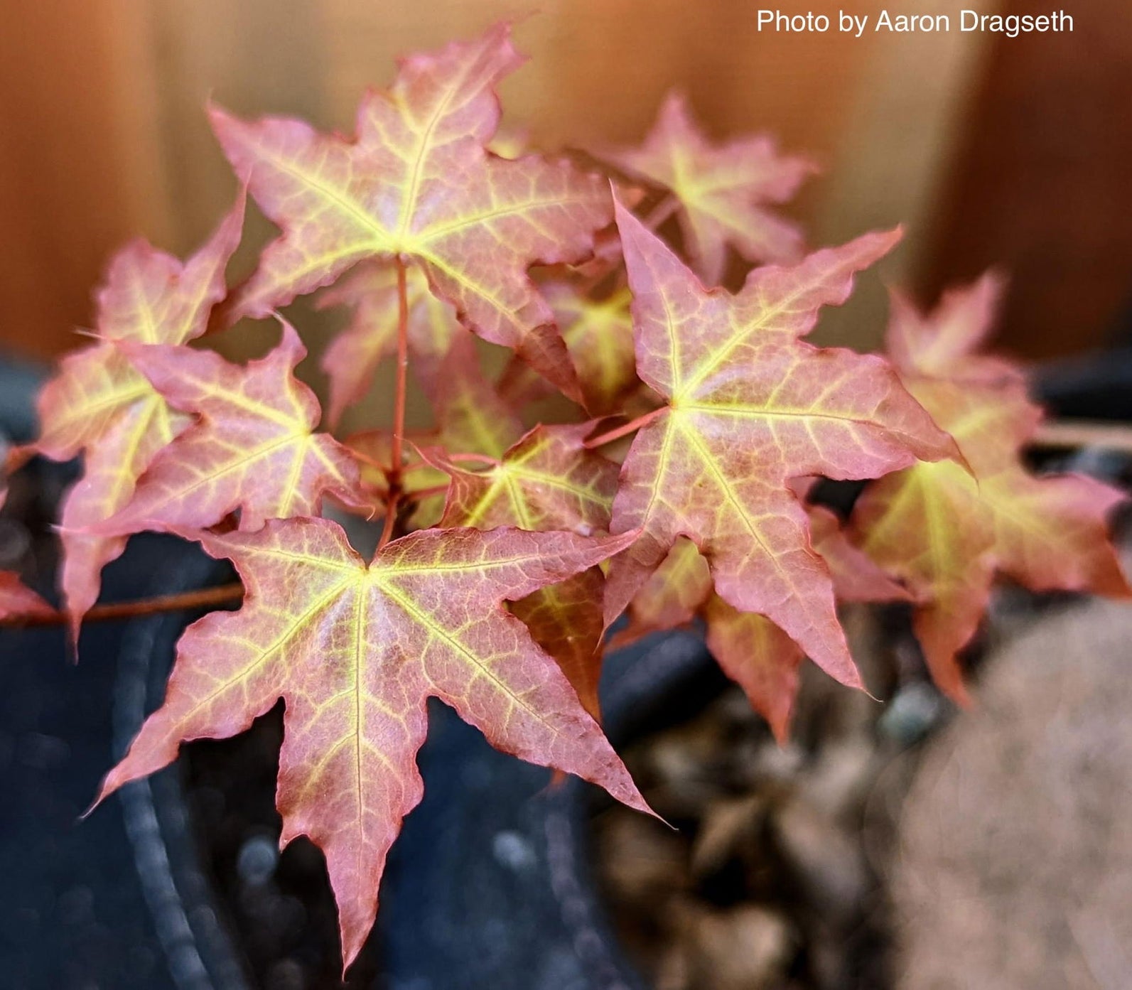 Buy Acer truncatum 'Baby Dragon' Shantung Maple — Mr Maple │ Buy ...