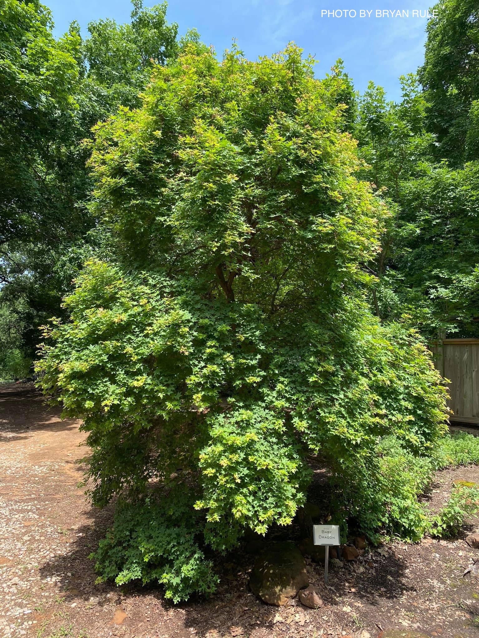 Buy Acer truncatum 'Baby Dragon' Shantung Maple — Mr Maple │ Buy ...