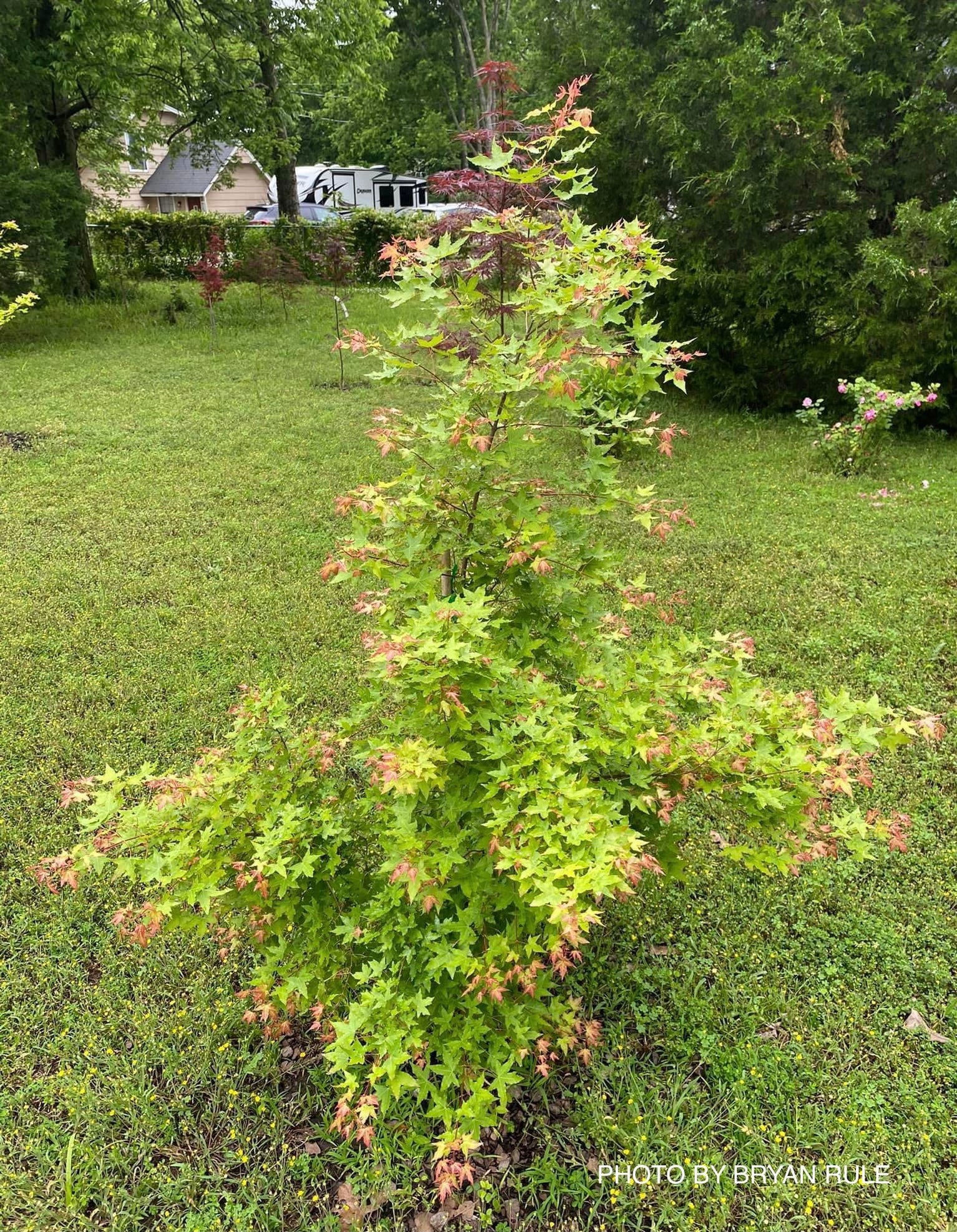Buy Acer truncatum 'Baby Dragon' Shantung Maple — Mr Maple │ Buy ...