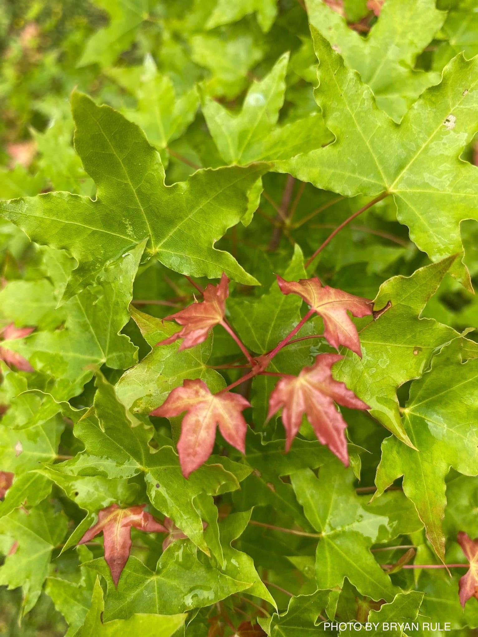 Buy Acer truncatum 'Baby Dragon' Shantung Maple — Mr Maple │ Buy ...
