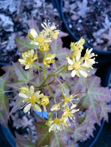 Buy Acer truncatum 'Fire Dragon' Shantung Maple — Mr Maple │ Buy ...