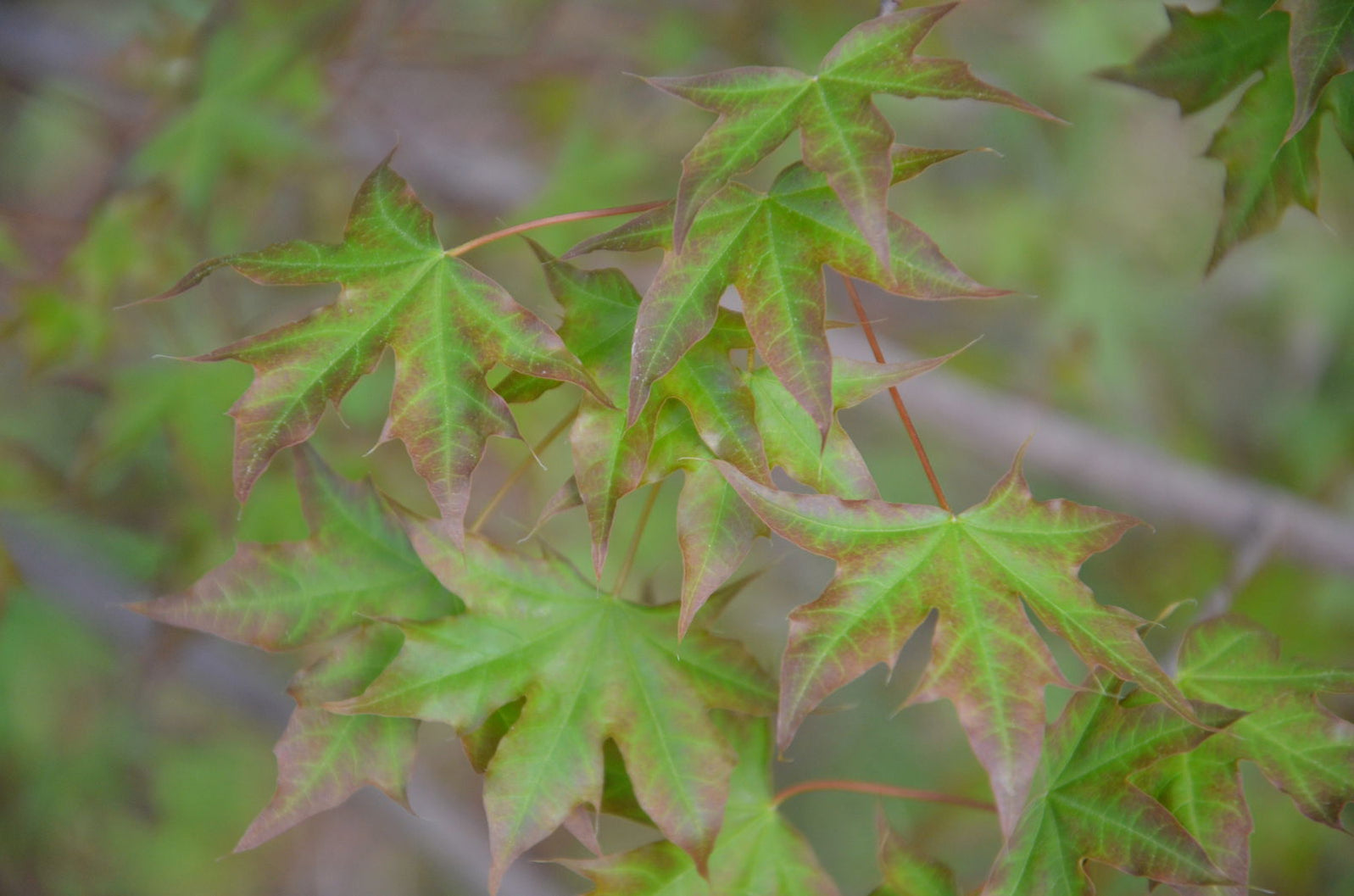 Buy Acer truncatum 'Fire Dragon' Shantung Maple — Mr Maple │ Buy ...