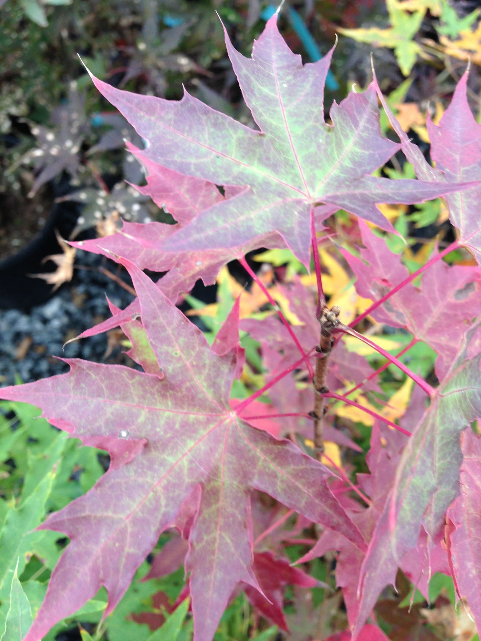 Buy Acer truncatum 'Fire Dragon' Shantung Maple — Mr Maple │ Buy ...