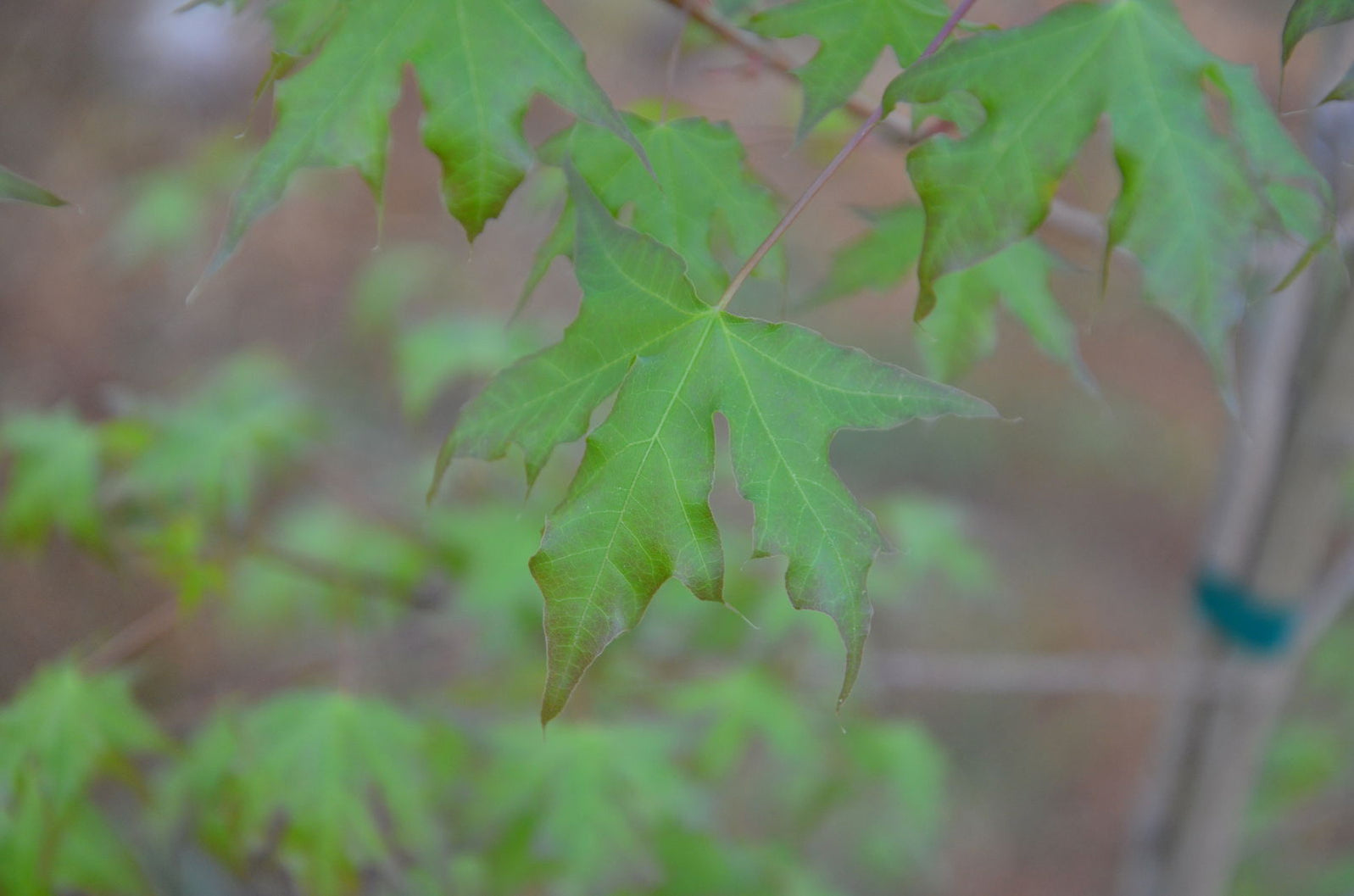Buy Acer truncatum 'Fire Dragon' Shantung Maple — Mr Maple │ Buy ...