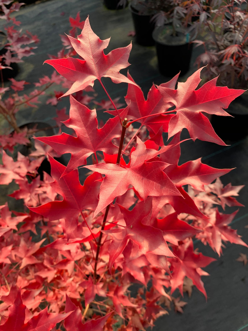 Buy Acer truncatum 'Fire Dragon' Shantung Maple — Mr Maple │ Buy ...