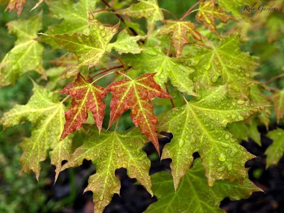 Buy Acer truncatum 'Super Dragon' Shantung Maple — Mr Maple │ Buy ...