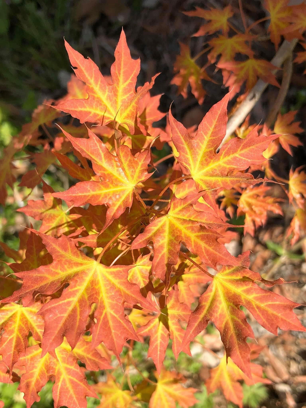Buy Acer truncatum 'Super Dragon' Shantung Maple — Mr Maple │ Buy ...