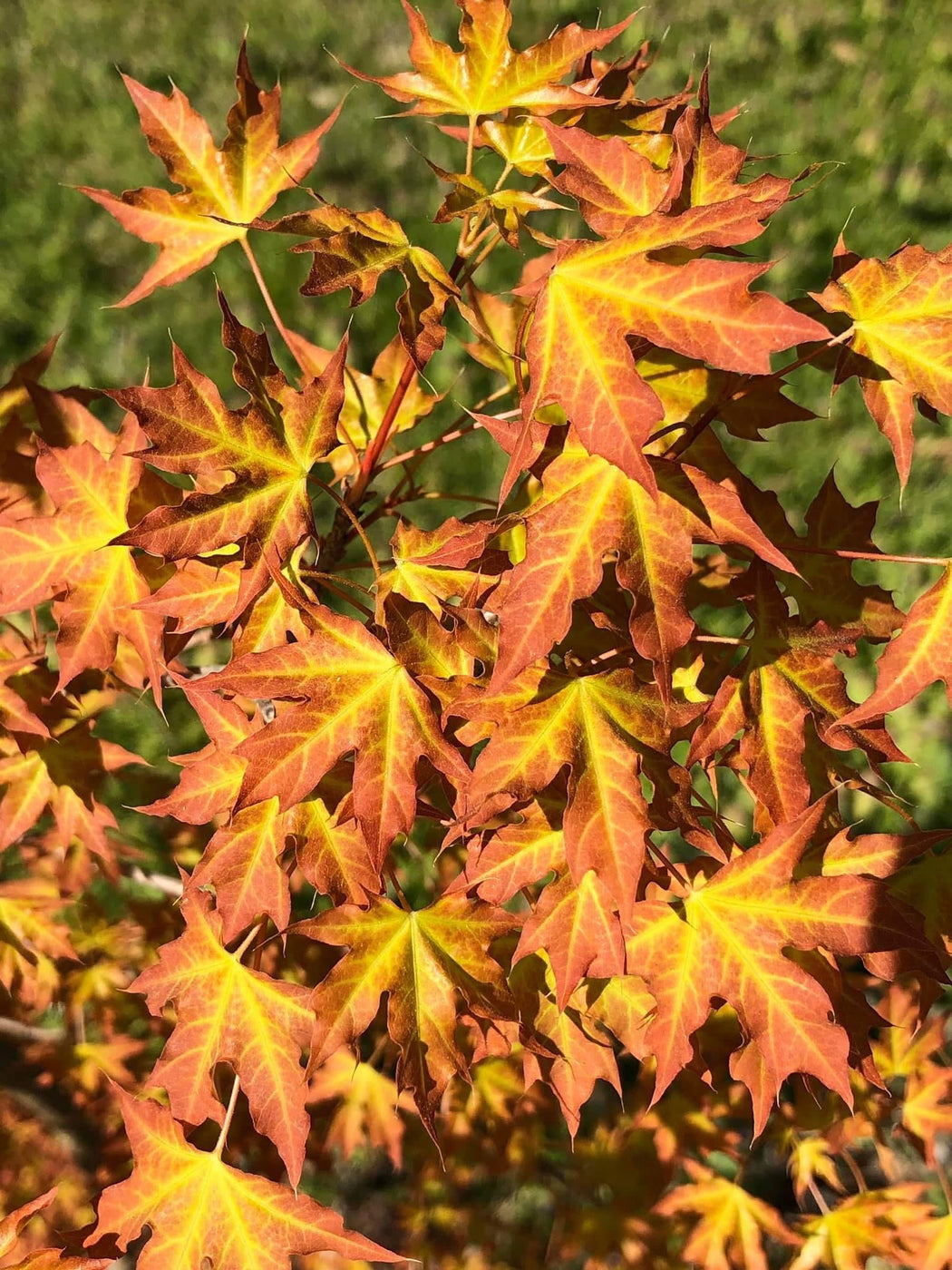 Buy Acer truncatum 'Super Dragon' Shantung Maple — Mr Maple │ Buy Japanese Maple Trees