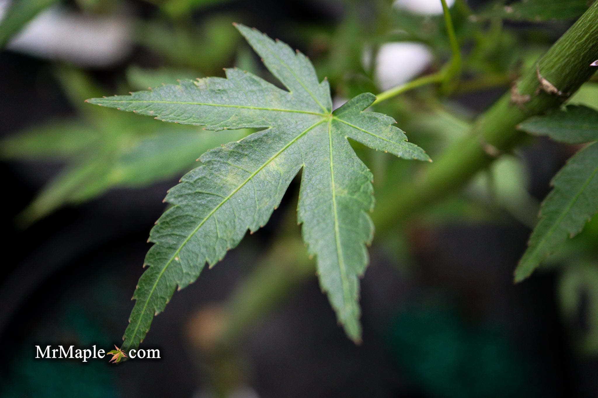 Buy Acer palmatum 'Akaji nishiki' Red Japanese Maple — Mr Maple │ Buy ...