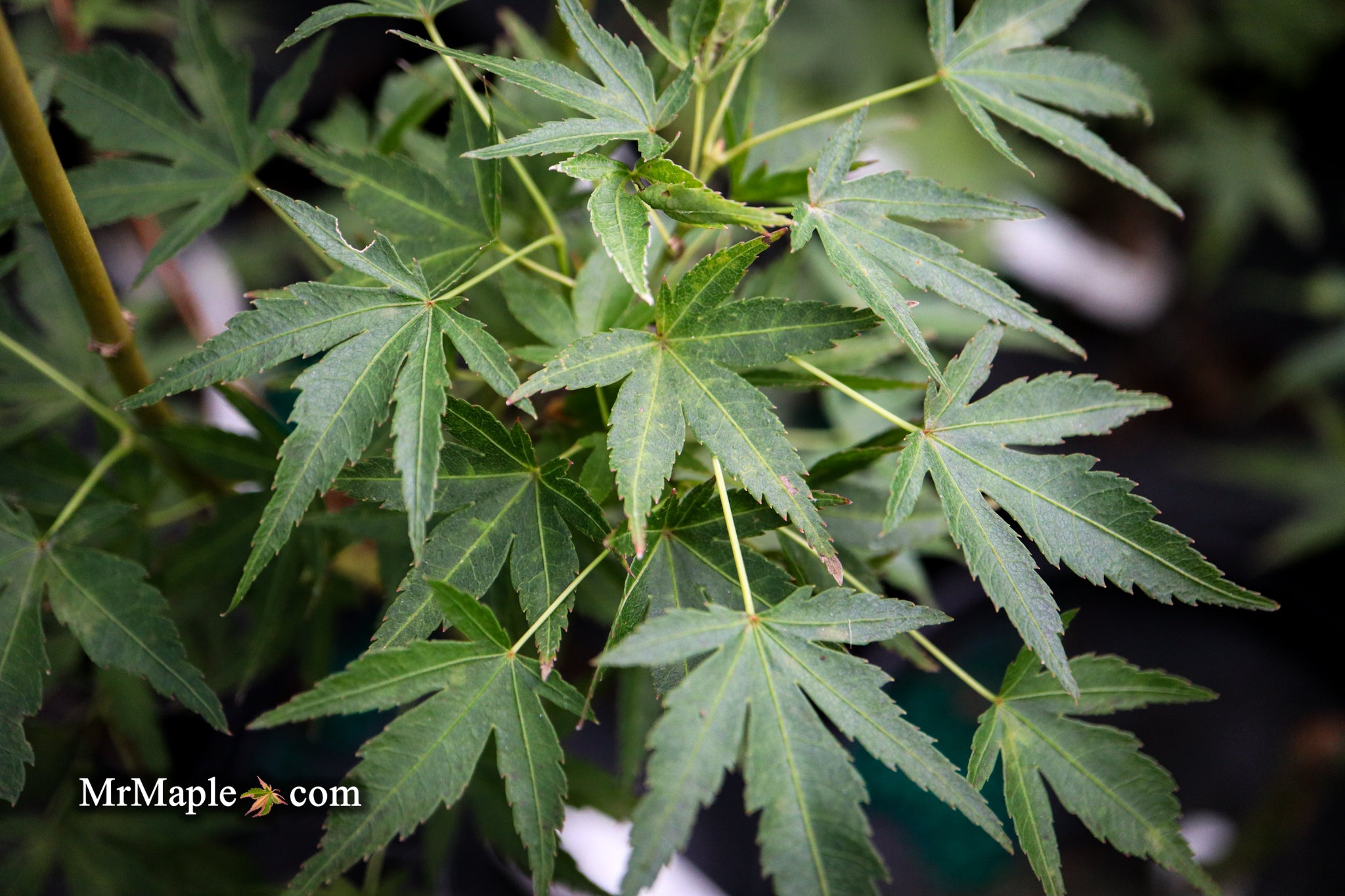 Buy Acer palmatum 'Akaji nishiki' Red Japanese Maple — Mr Maple │ Buy ...