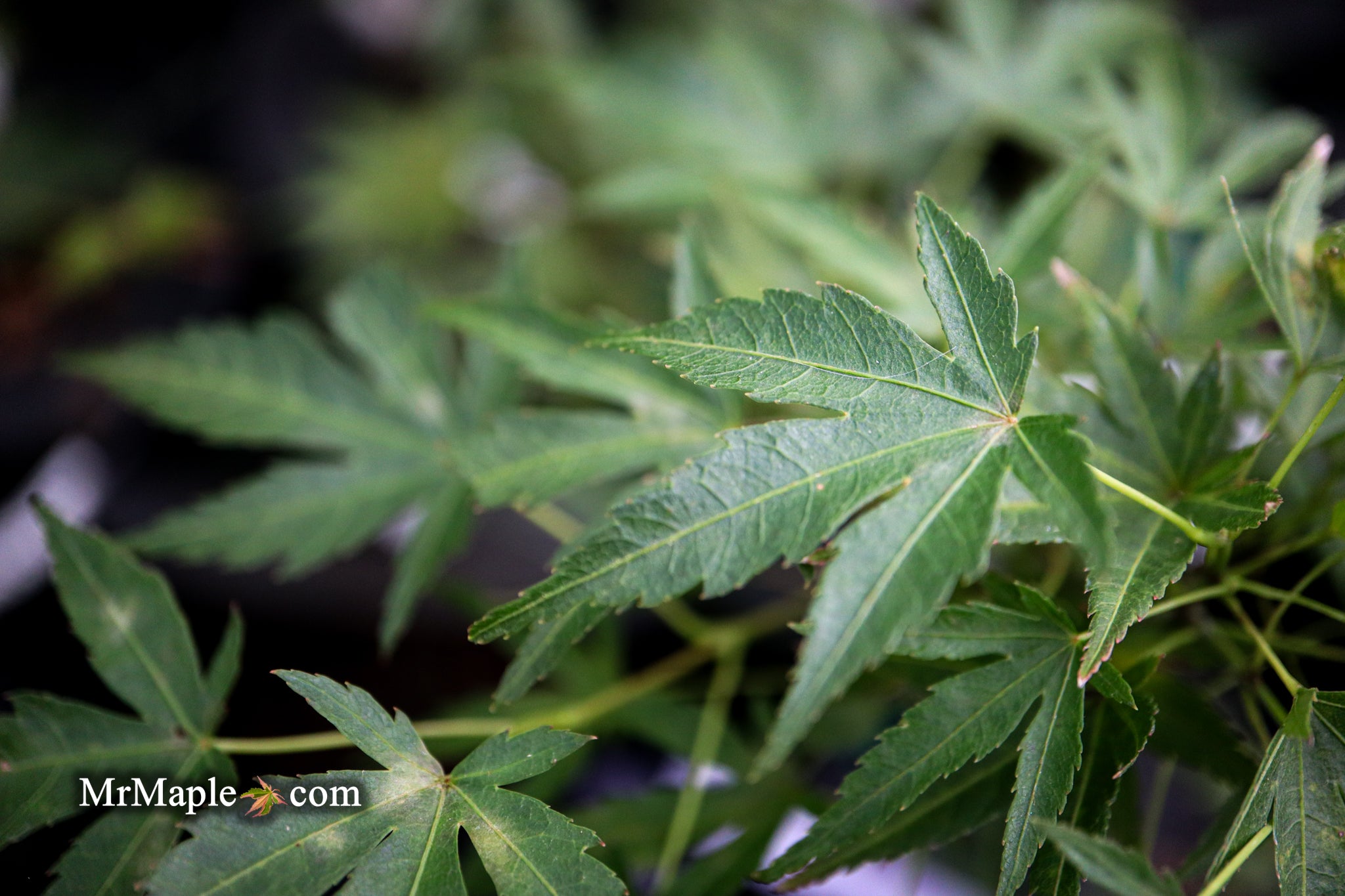 Buy Acer palmatum 'Akaji nishiki' Red Japanese Maple — Mr Maple │ Buy ...