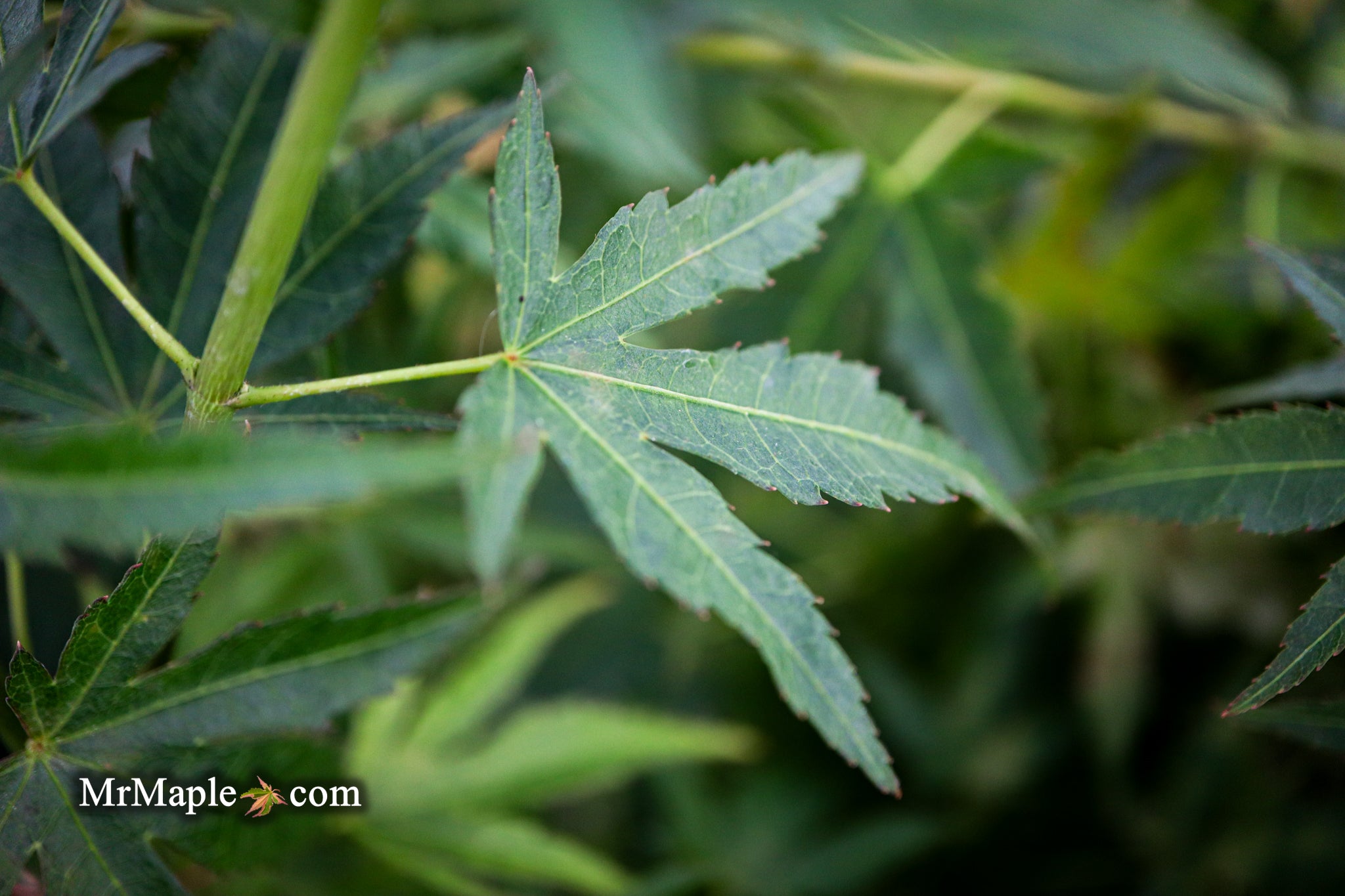 Buy Acer palmatum 'Akaji nishiki' Red Japanese Maple — Mr Maple │ Buy ...