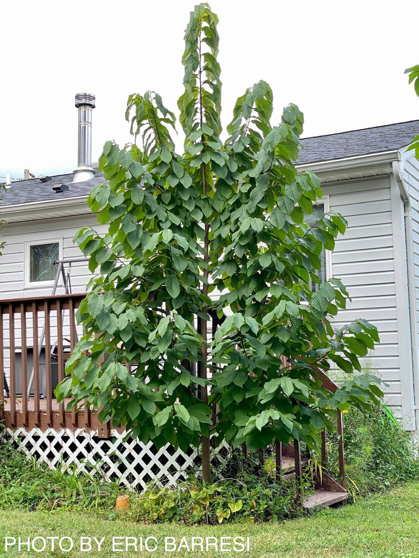 Buy Asimina triloba 'Ford Amend' Pawpaw Fruit Tree — Mr Maple │ Buy ...