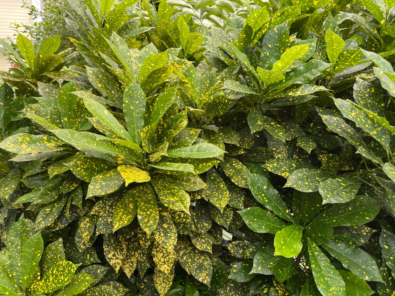 Buy Japanese Maples - MrMaple — Mr Maple │ Buy Japanese Maple Trees