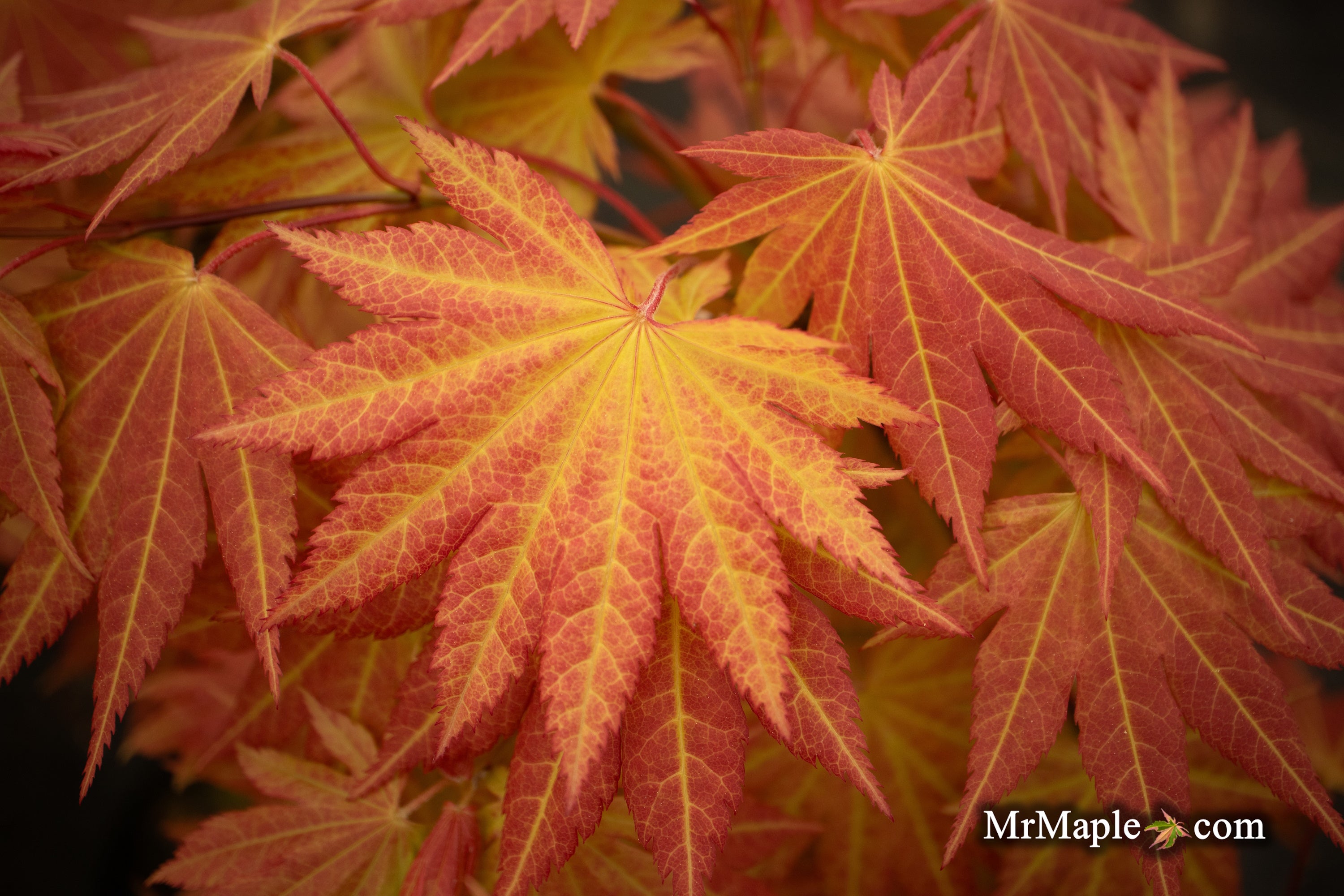 Buy Japanese Maples - MrMaple — Mr Maple │ Buy Japanese Maple Trees