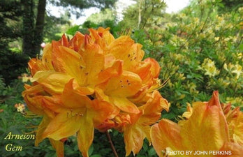 Buy Azalea 'Arneson Gem’ Yellow Orange Flowers Deciduous Azalea — Mr ...