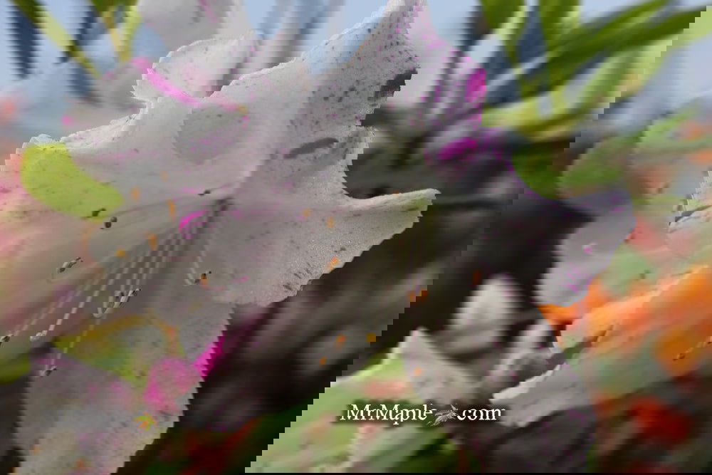 Buy Azalea 'Audrey Marie’ Lucas Variegated Flowering Azalea — Mr Maple ...