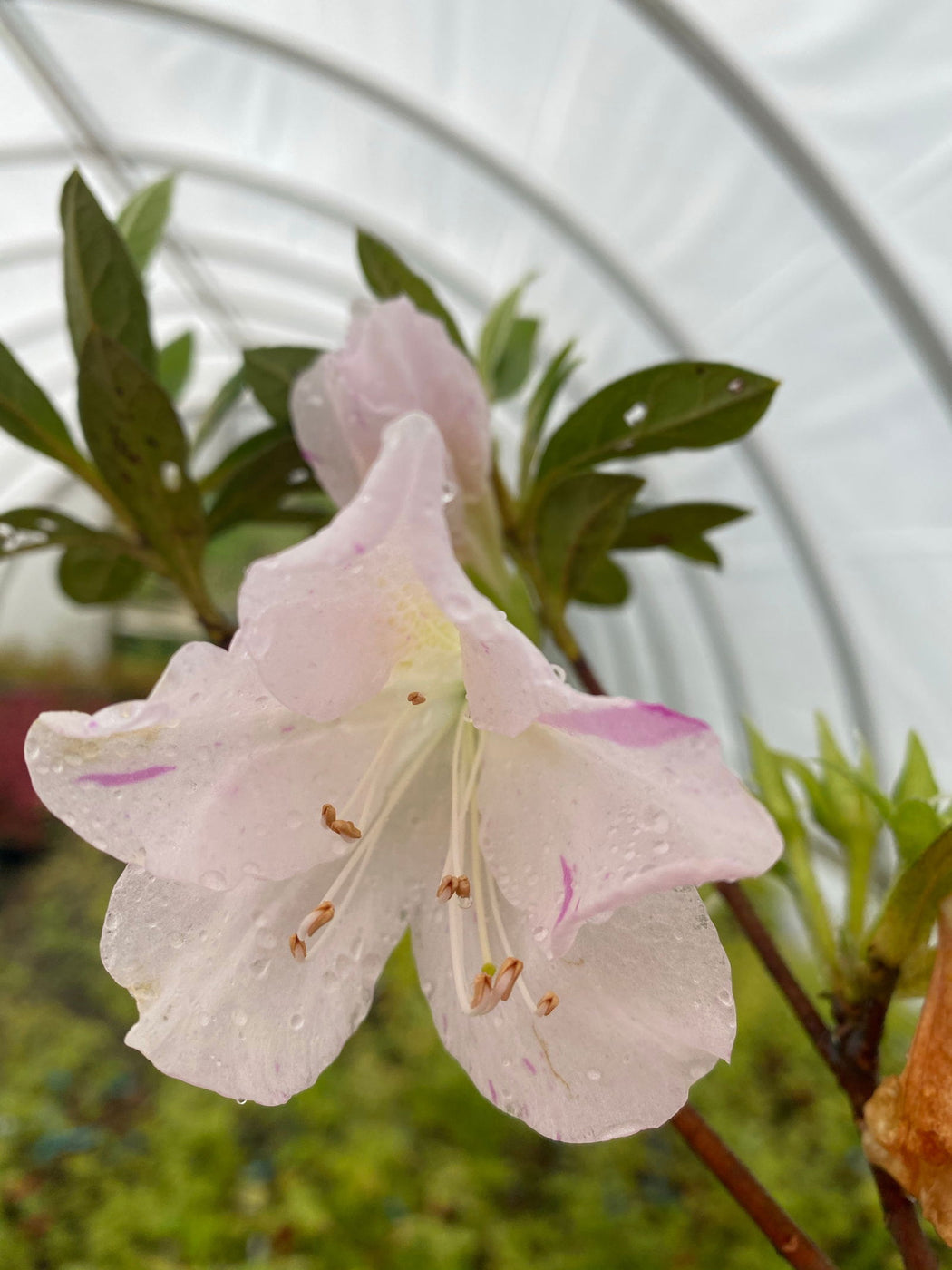 Buy Azalea 'Audrey Marie’ Lucas Variegated Flowering Azalea — Mr Maple ...
