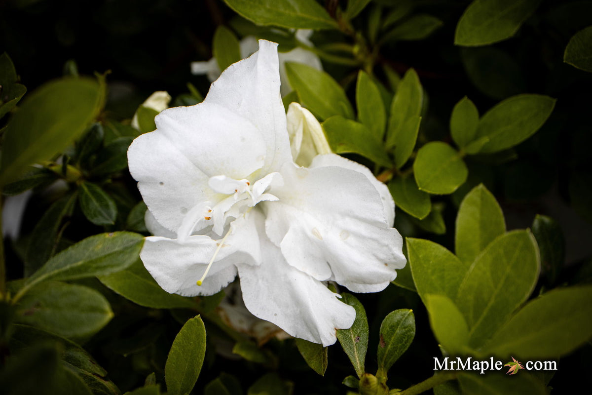 Buy Azalea 'Autumn Angel'® Encore Azalea — Mr Maple │ Buy Japanese ...
