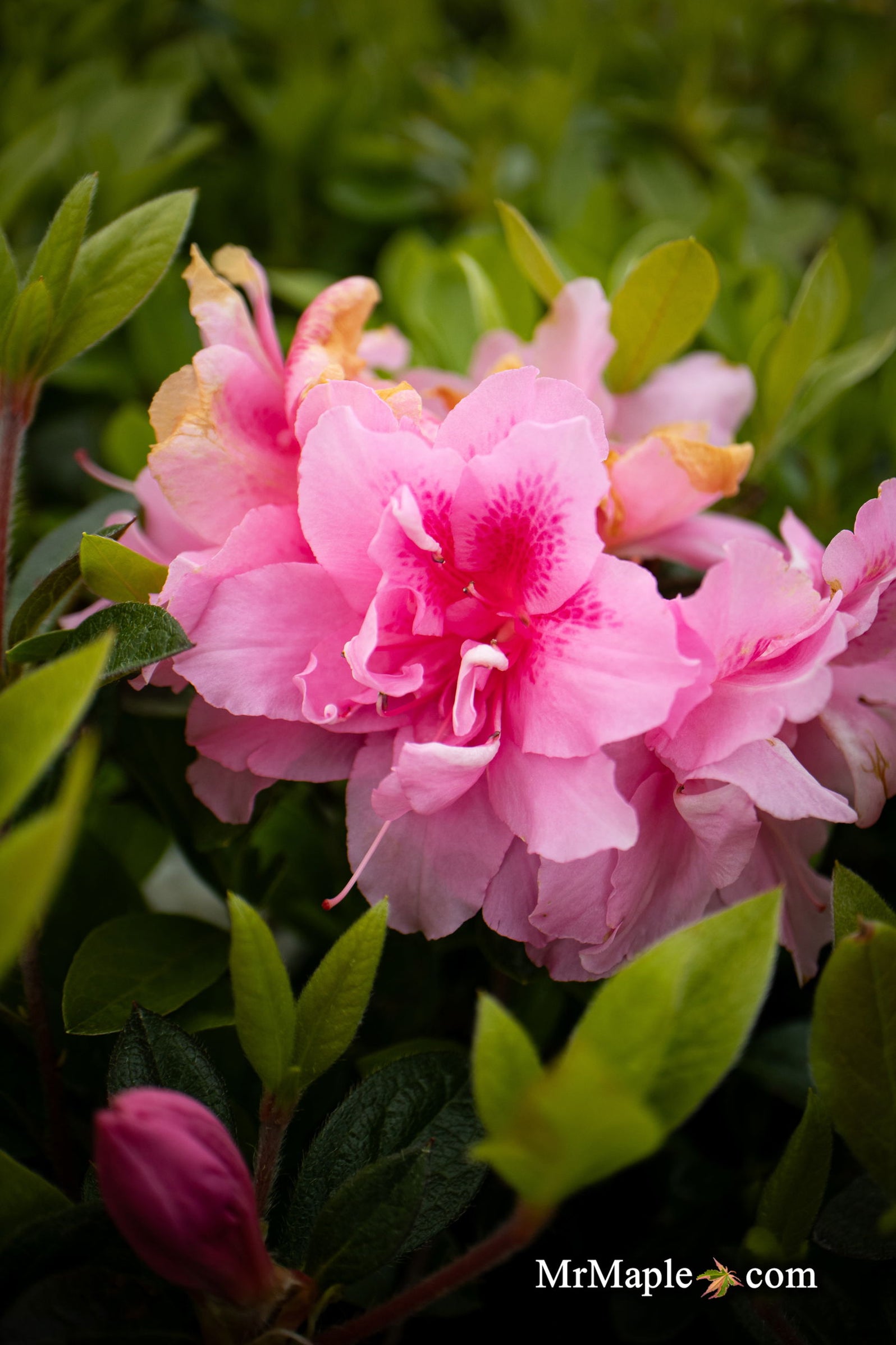 Buy Azalea 'Autumn Carnation'® Encore Azalea — Mr Maple │ Buy Japanese ...