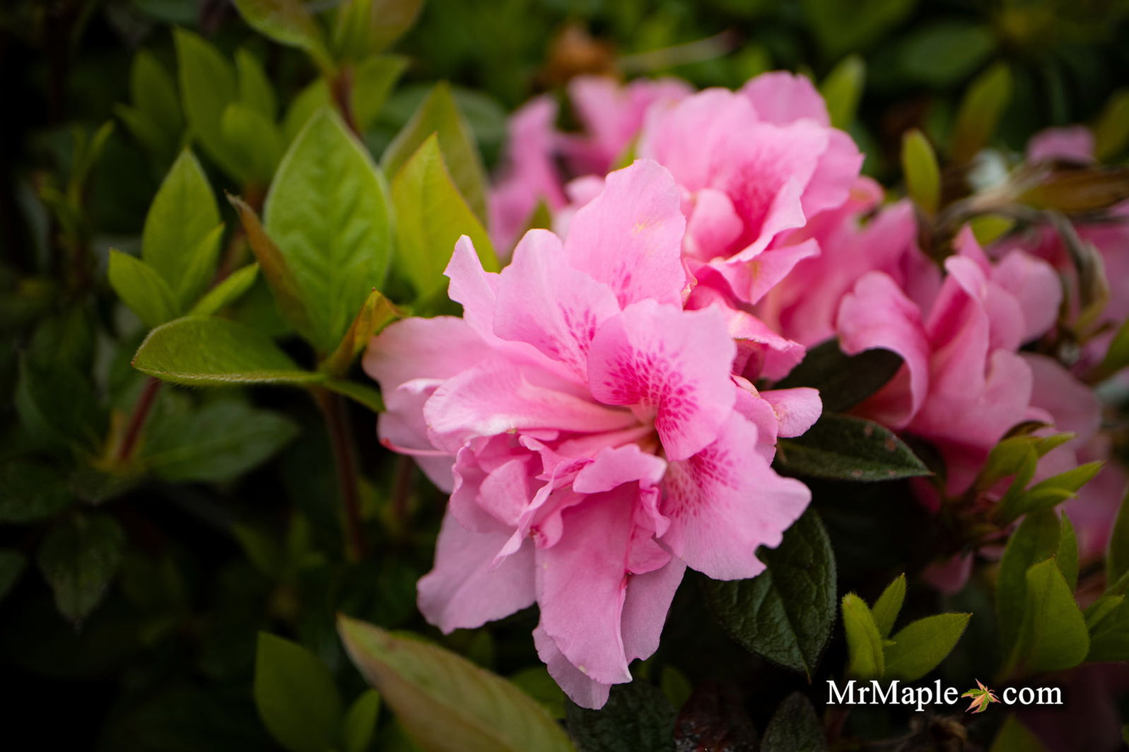 Buy Azalea 'Autumn Carnation'® Encore Azalea — Mr Maple │ Buy Japanese ...