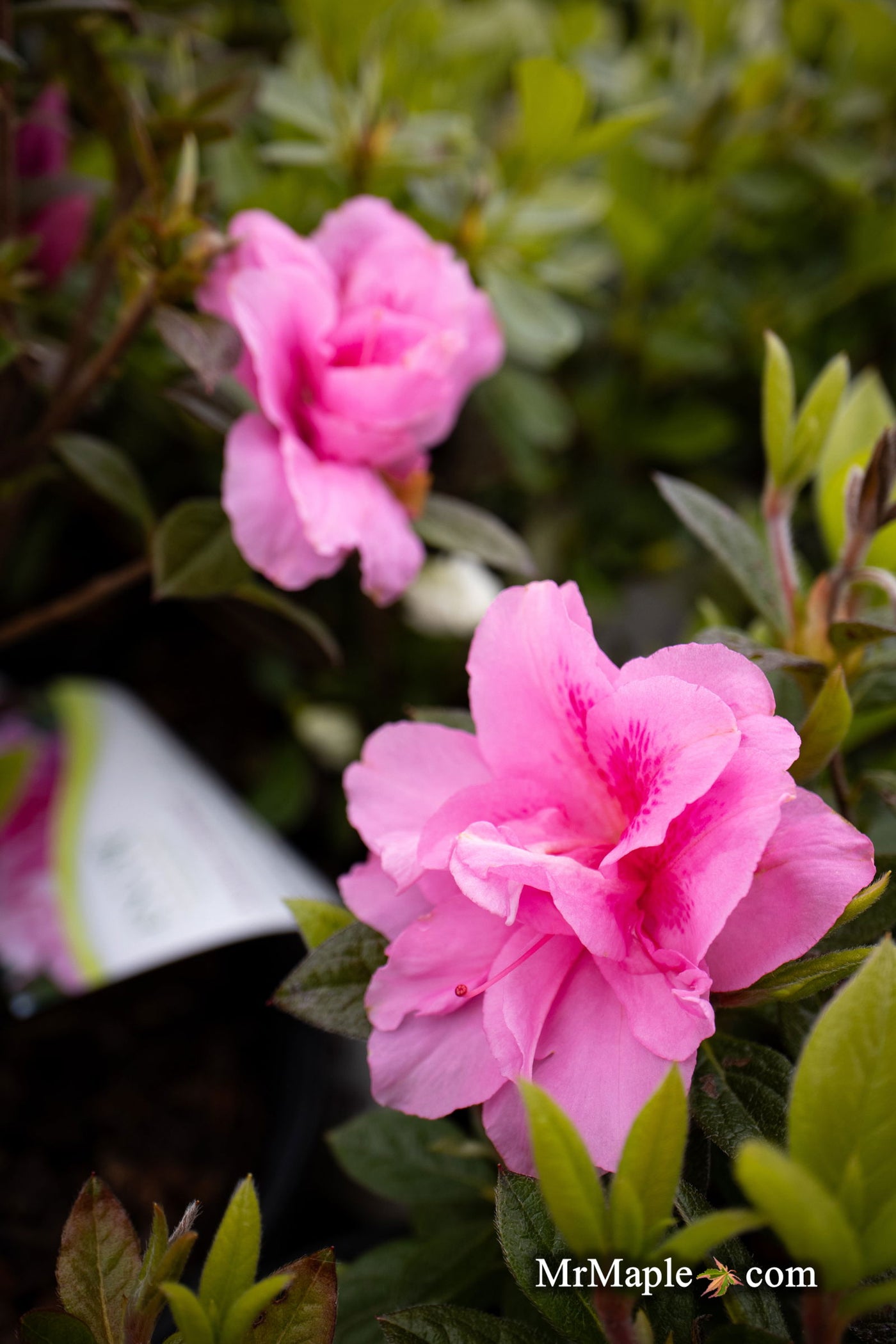 Buy Azalea 'Autumn Carnation'® Encore Azalea — Mr Maple │ Buy Japanese ...