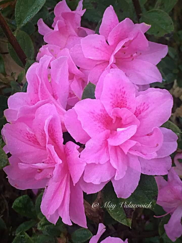 Buy Azalea 'Autumn Carnation'® Encore Azalea — Mr Maple │ Buy Japanese ...