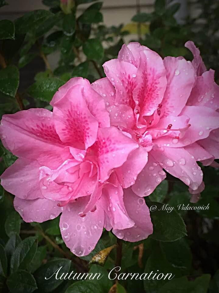 Buy Azalea 'Autumn Carnation'® Encore Azalea — Mr Maple │ Buy Japanese ...