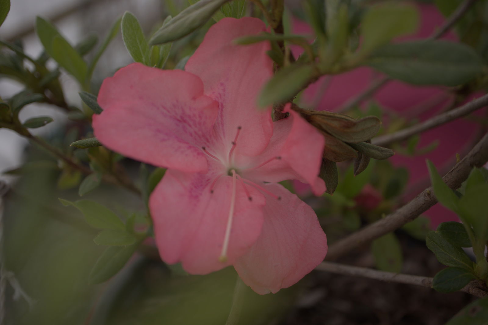 Buy Azalea 'Autumn Debutante'® Encore Azalea — Mr Maple │ Buy Japanese ...