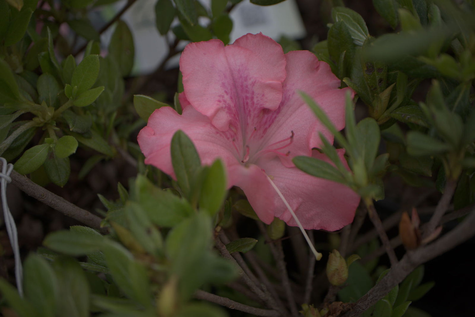 Pink Deciduous Azaleas — Mr Maple │ Buy Japanese Maple Trees
