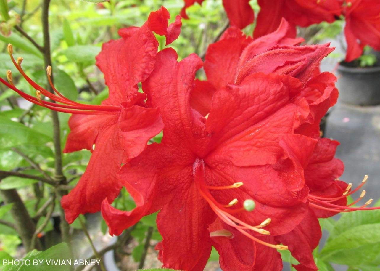 Buy Azalea 'Big Red' #382 WAL X AL Native Azalea — Mr Maple │ Buy ...