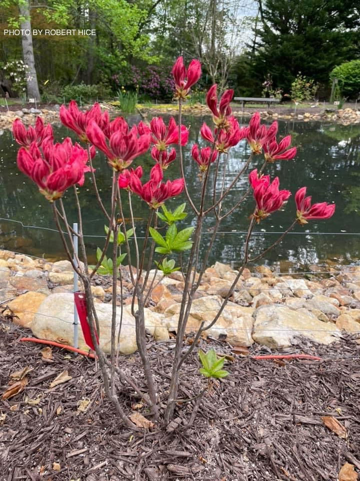 Buy Azalea 'Big Red' #382 WAL X AL Native Azalea — Mr Maple │ Buy ...