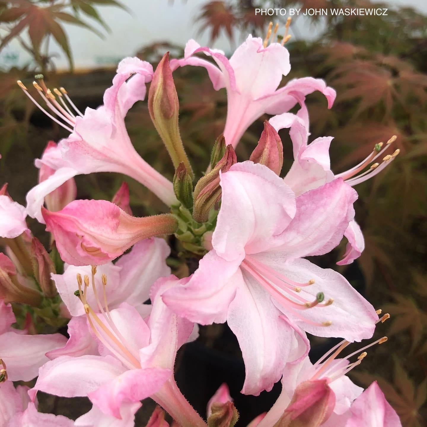 Buy Azalea 'Candy Lights’ Pink Flowers Deciduous Azalea — Mr Maple ...