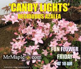 Buy Azalea 'Candy Lights’ Pink Flowers Deciduous Azalea — Mr Maple ...