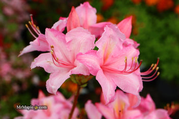 Buy Azalea 'Candy Lights’ Pink Flowers Deciduous Azalea — Mr Maple ...