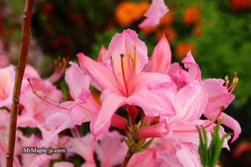 Buy Azalea 'Candy Lights’ Pink Flowers Deciduous Azalea — Mr Maple ...