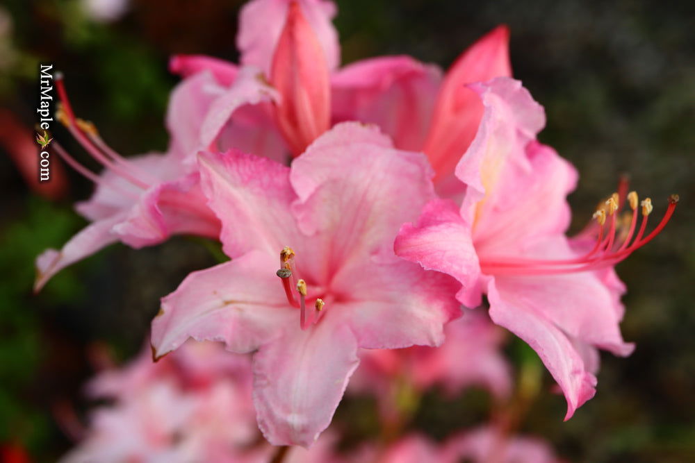 Buy Azalea 'Candy Lights’ Pink Flowers Deciduous Azalea — Mr Maple ...