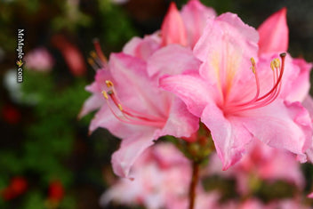 Buy Azalea 'Candy Lights’ Pink Flowers Deciduous Azalea — Mr Maple ...