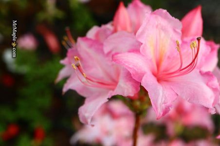 Buy Azalea 'Candy Lights’ Pink Flowers Deciduous Azalea — Mr Maple ...