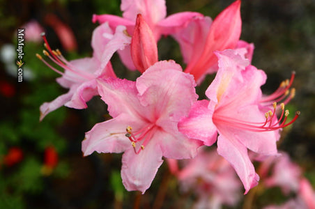 Buy Azalea 'Candy Lights’ Pink Flowers Deciduous Azalea — Mr Maple ...