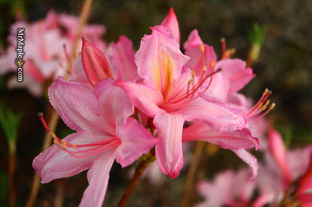 Buy Azalea 'Candy Lights’ Pink Flowers Deciduous Azalea — Mr Maple ...