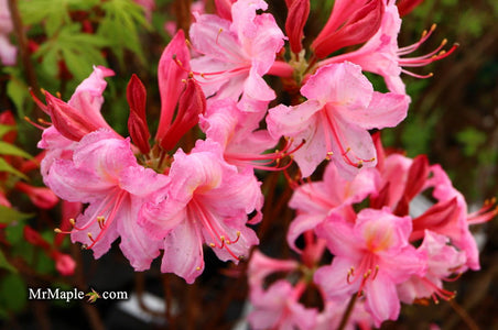 Buy Azalea 'Candy Lights’ Pink Flowers Deciduous Azalea — Mr Maple ...