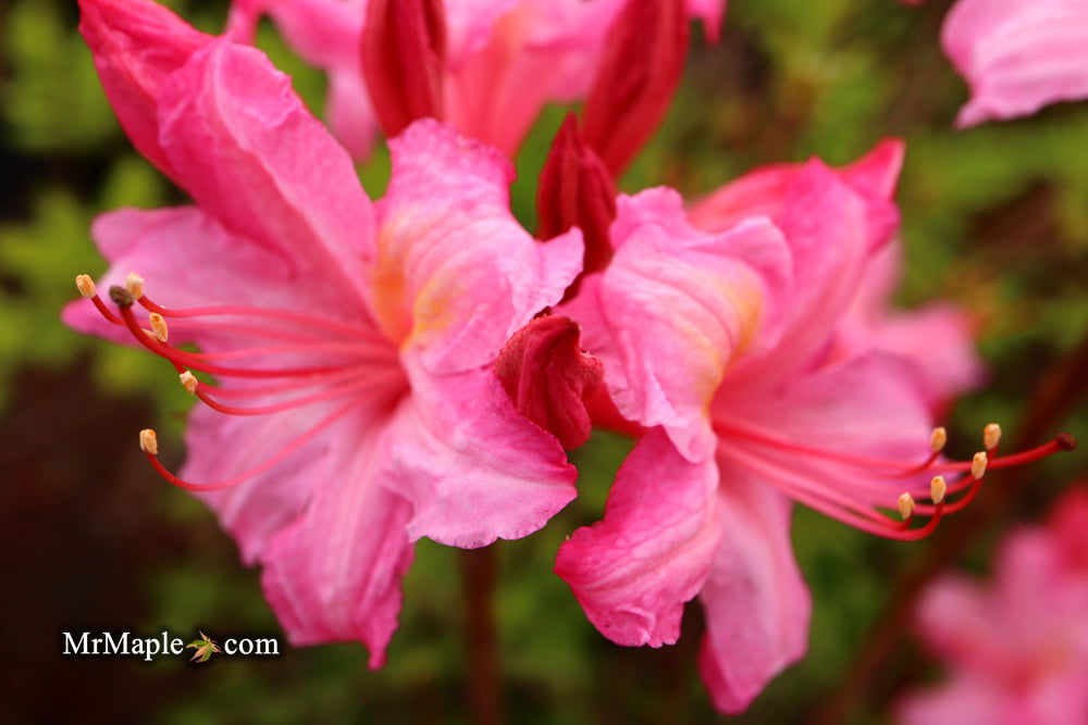 Buy Azalea 'Candy Lights’ Pink Flowers Deciduous Azalea — Mr Maple ...