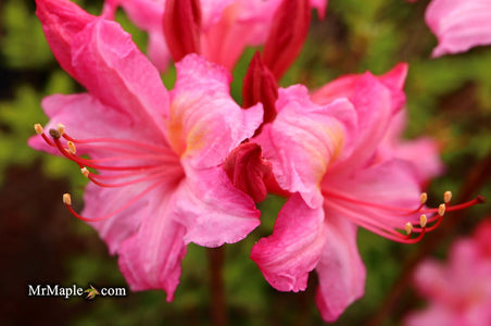 Buy Azalea 'Candy Lights’ Pink Flowers Deciduous Azalea — Mr Maple ...